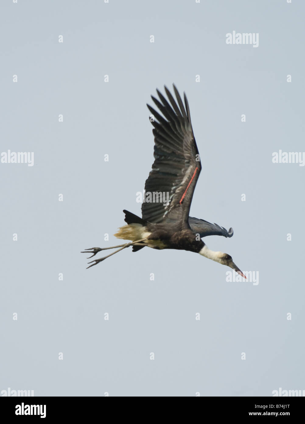 African woolly necked storks hi-res stock photography and images - Alamy