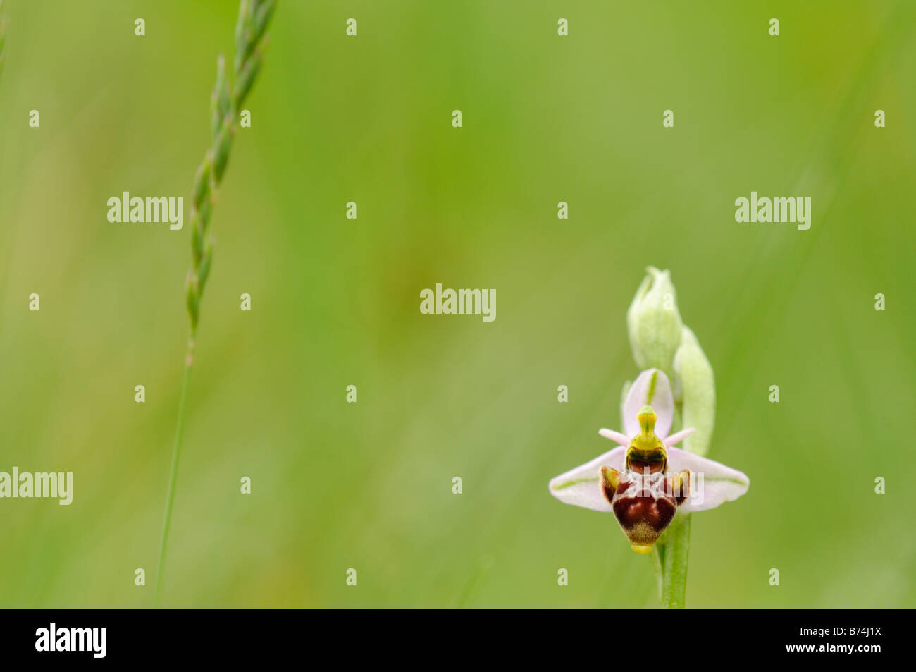 Flower of the wild autochtonous orchid Ophrys scolopax , the Woodcock ...