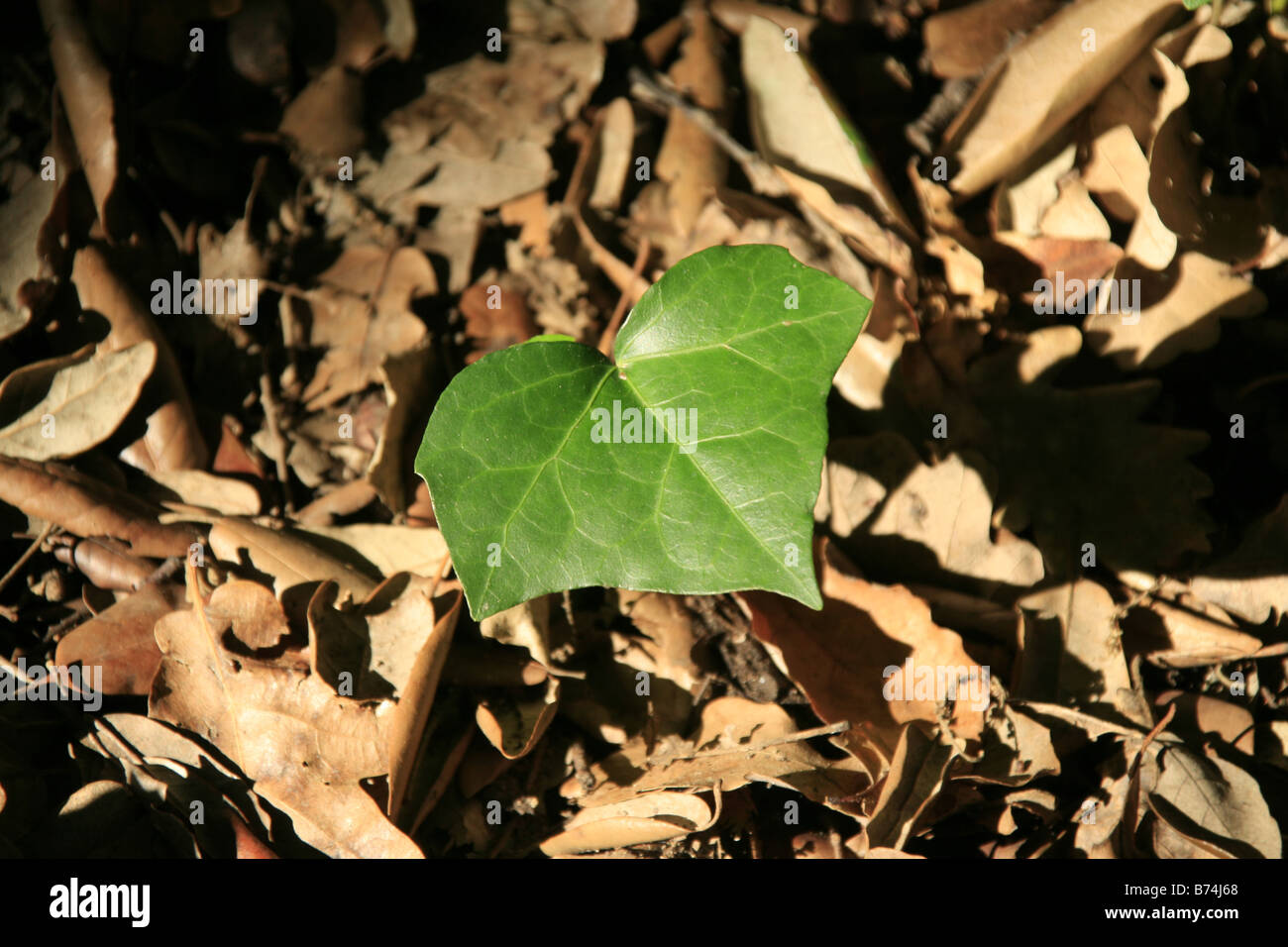 one single green ivy leaf growing on forest floor in countryside Stock ...