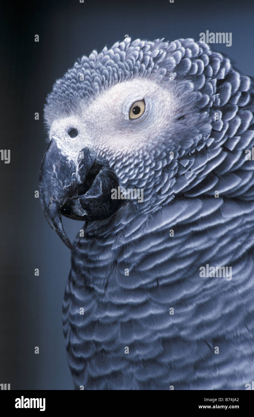 Portrait of an African Grey Parrot Stock Photo - Alamy