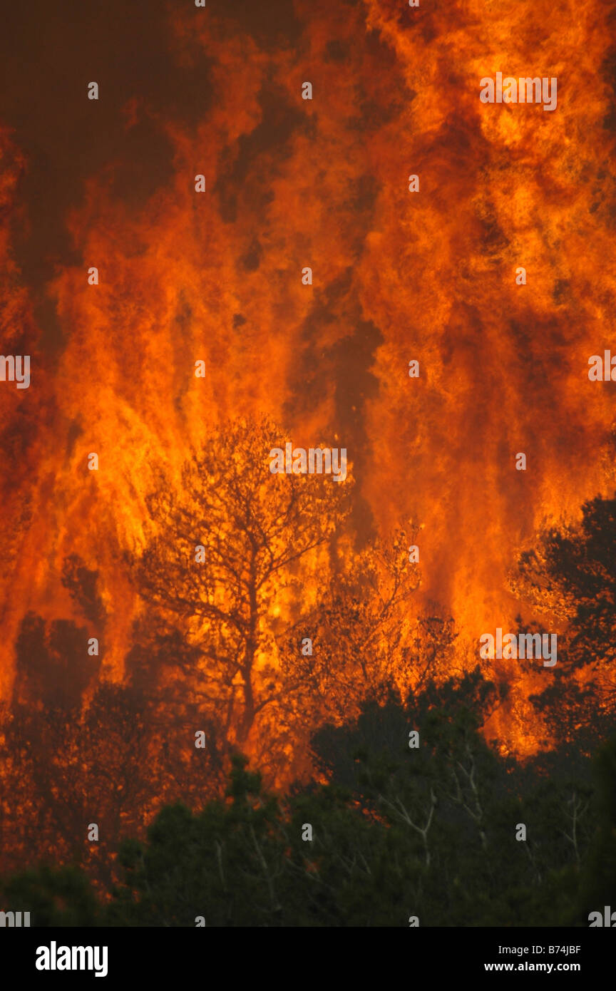 Israel Haifa Carmel Mountain Forest blazing flames at a wildfire Stock ...