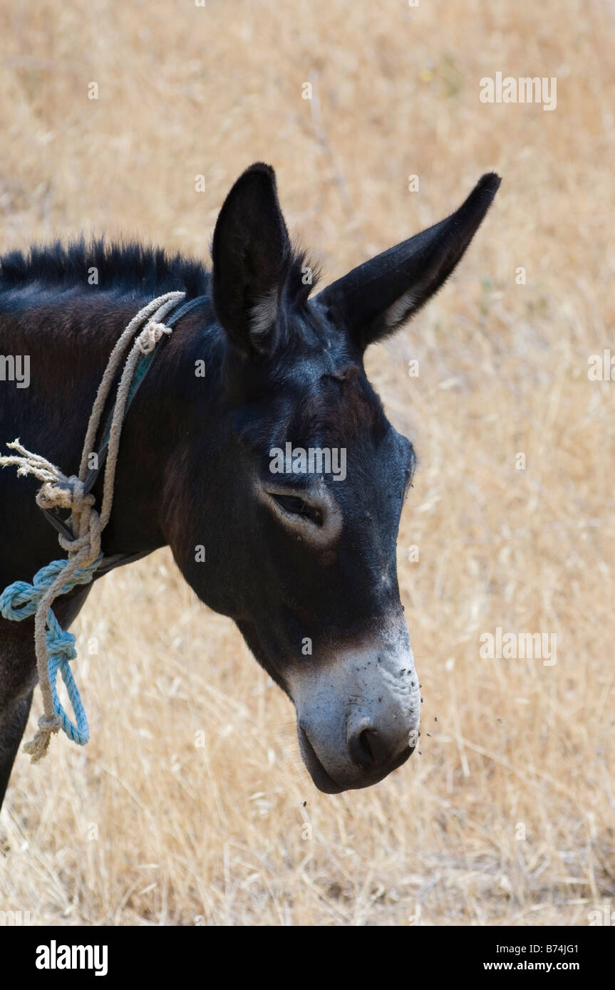 Black donkey in a farm Lebanon Middle East Stock Photo - Alamy