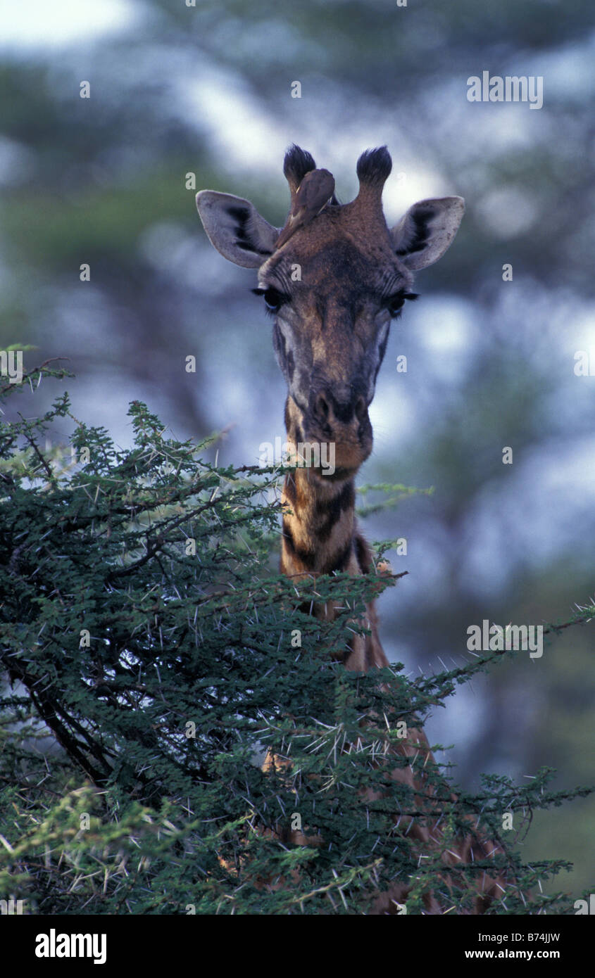 giraffe peering from behind tree Stock Photo - Alamy