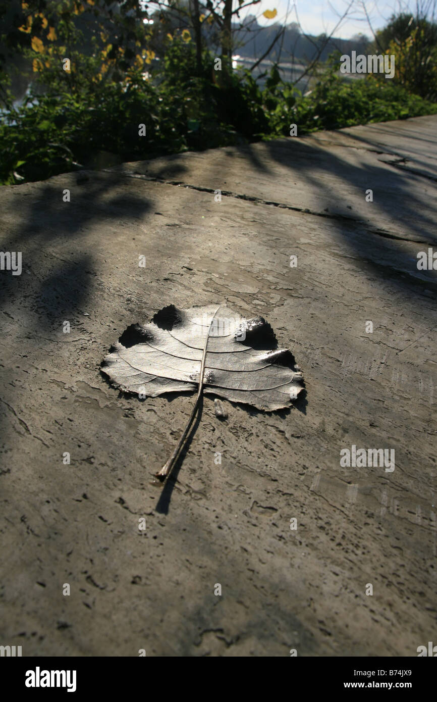 one single fallen leaf on empty country road in sun Stock Photo - Alamy