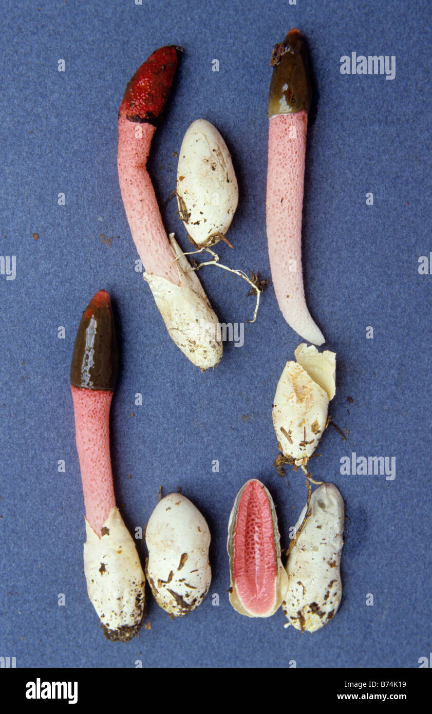 Mutinus elegans curtisii elegant stinkhorn ravenelii natural history ...