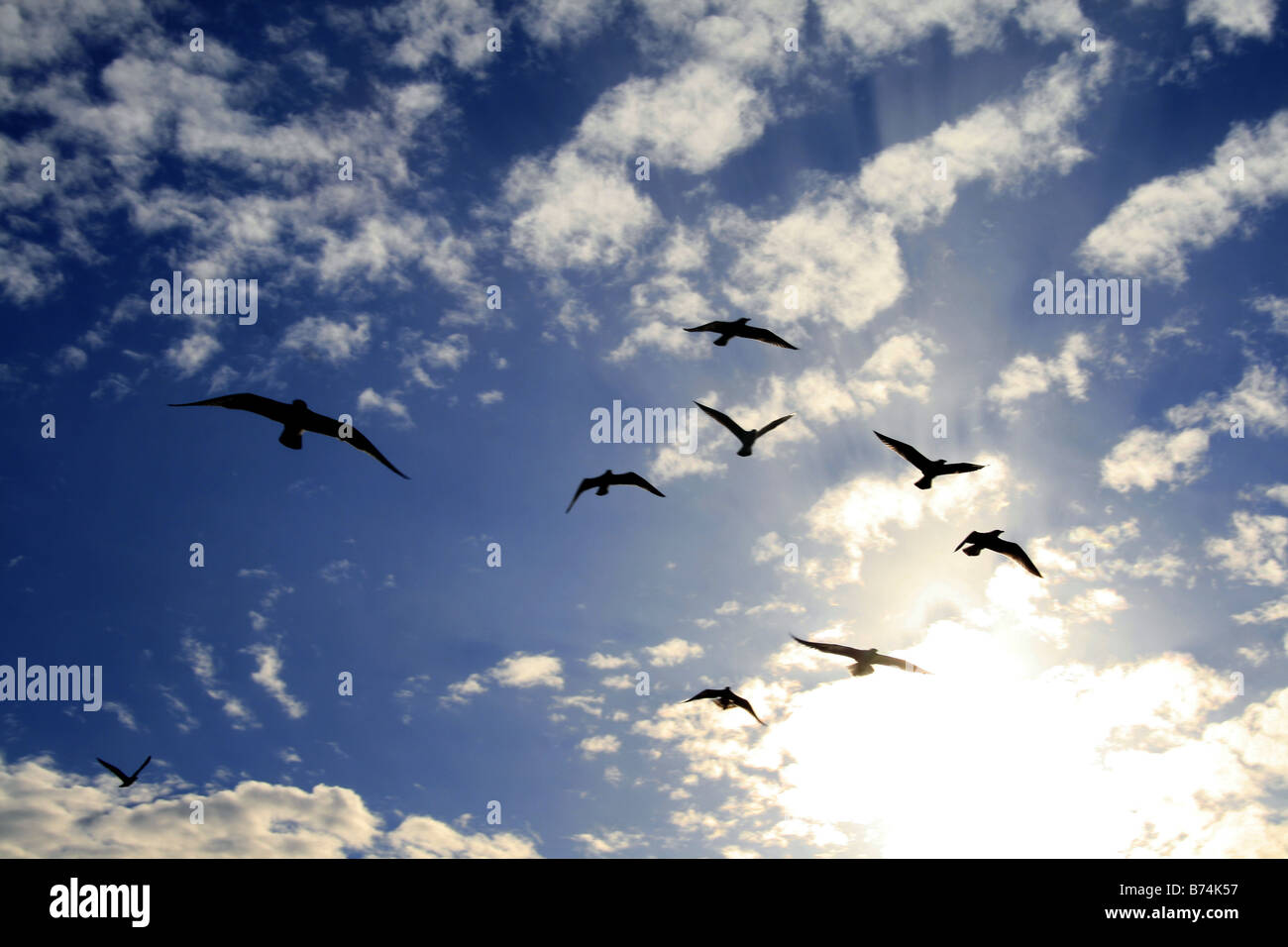 Flying in same direction hi-res stock photography and images - Alamy
