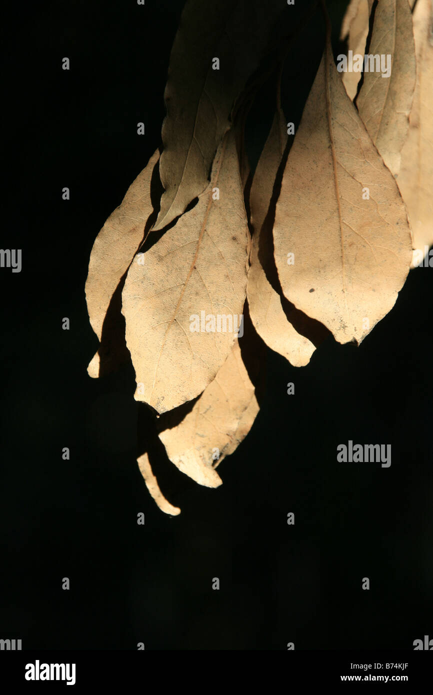 many dead brown leaves tree branch Stock Photo - Alamy