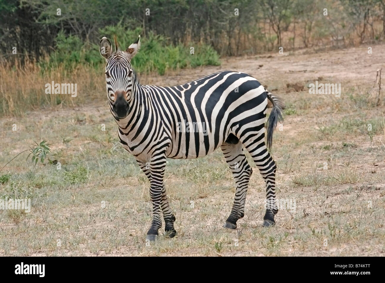 Zebra with Legs Crossed Stock Photo - Alamy