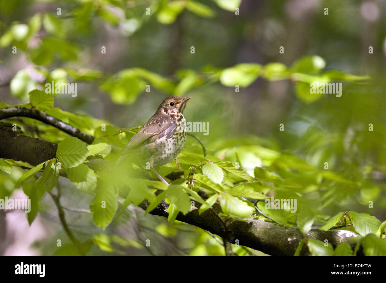Juvenile song thrush (Turdus philomelos) in spring tree Stock Photo - Alamy