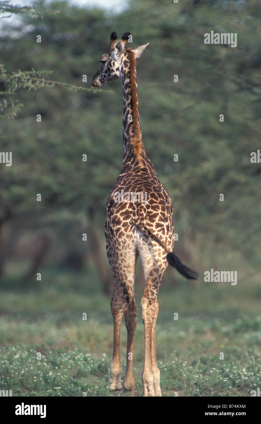 rear view of giraffe Stock Photo - Alamy