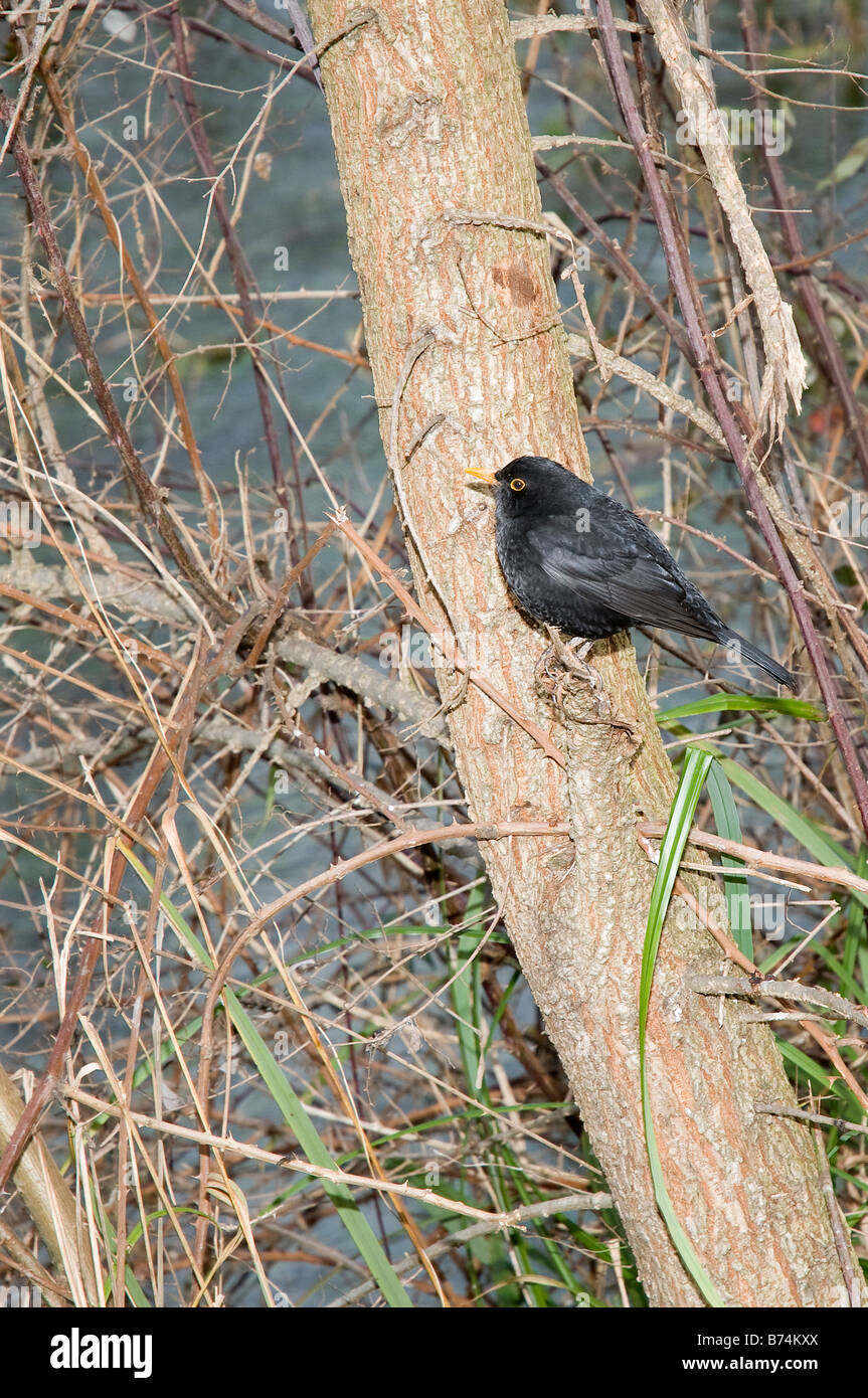 Merle turdus merula turdidae hi-res stock photography and images - Alamy