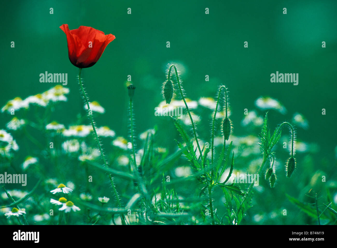 Single flower plant poppy hi-res stock photography and images - Alamy