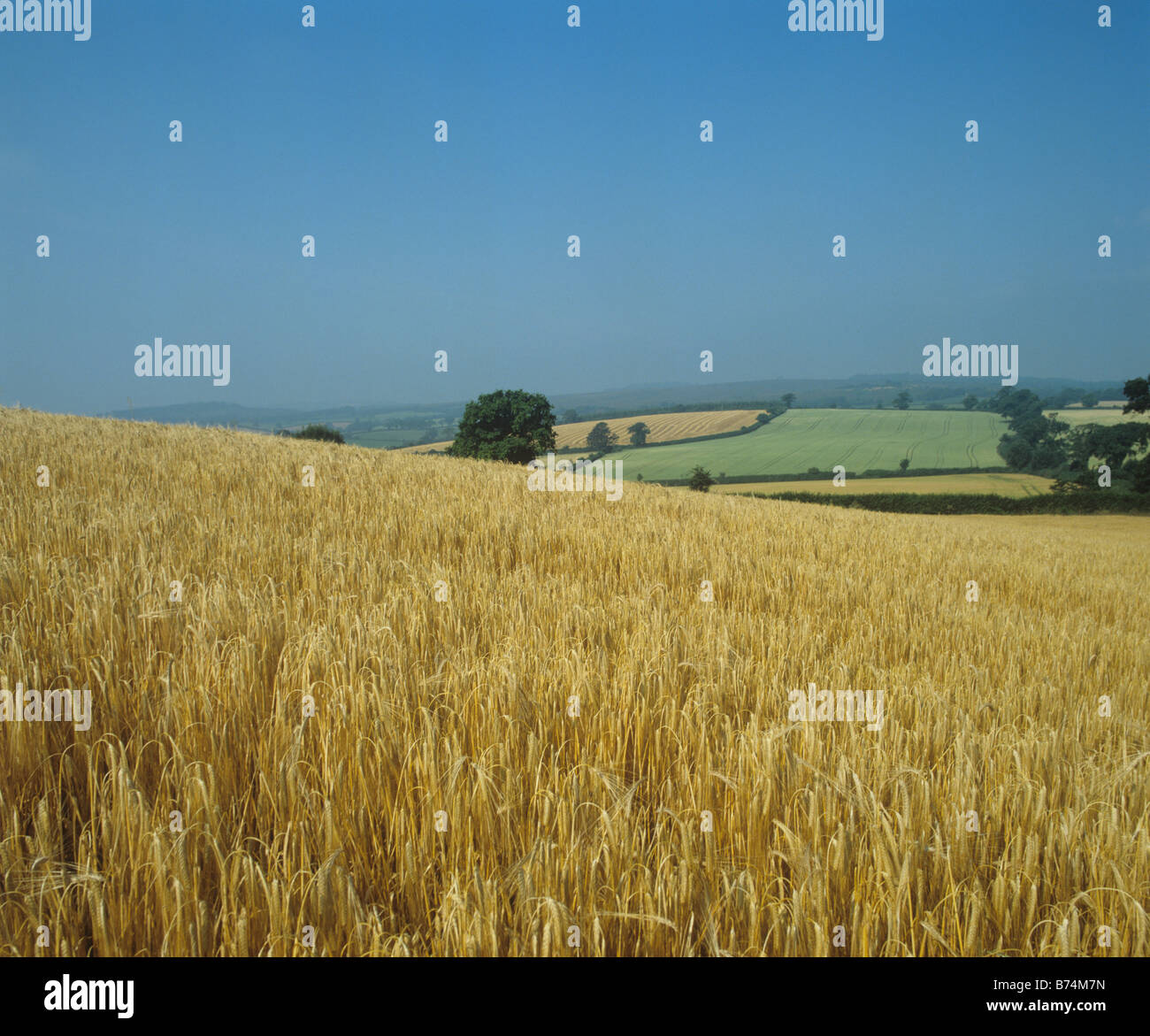Barley field ripe barley hordeum hi-res stock photography and images ...