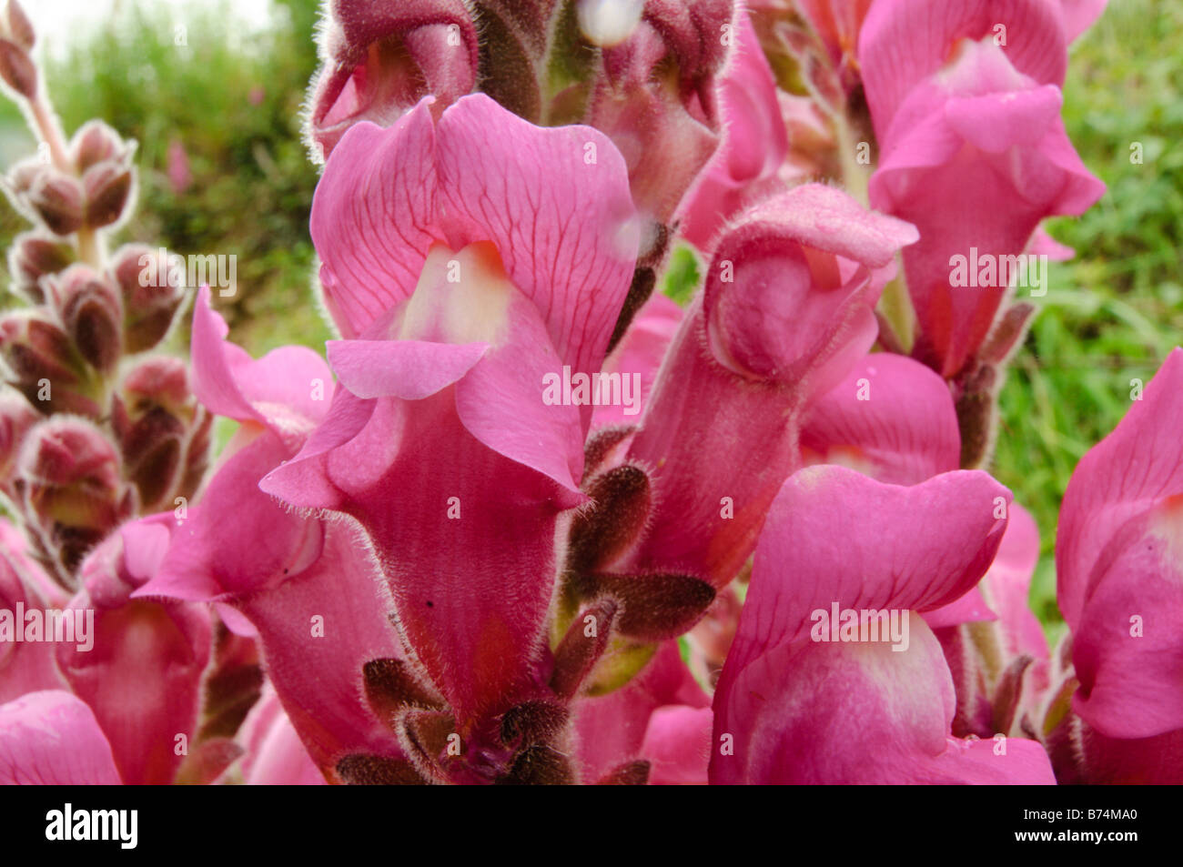 Planta de dragón snap hi-res stock photography and images - Alamy