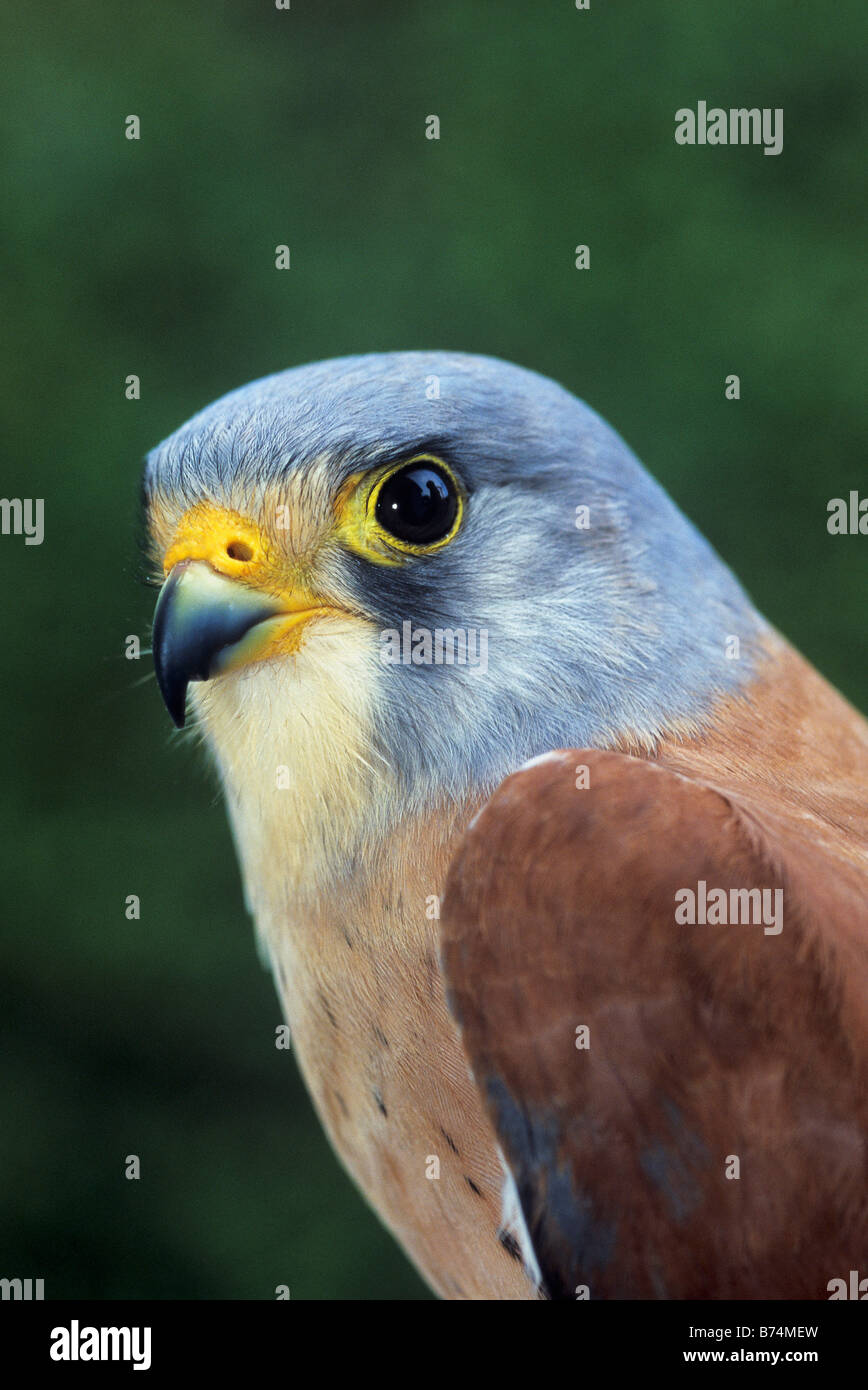 Male Lesser Kestrel, Bahrain, Arabian Gulf Stock Photo - Alamy