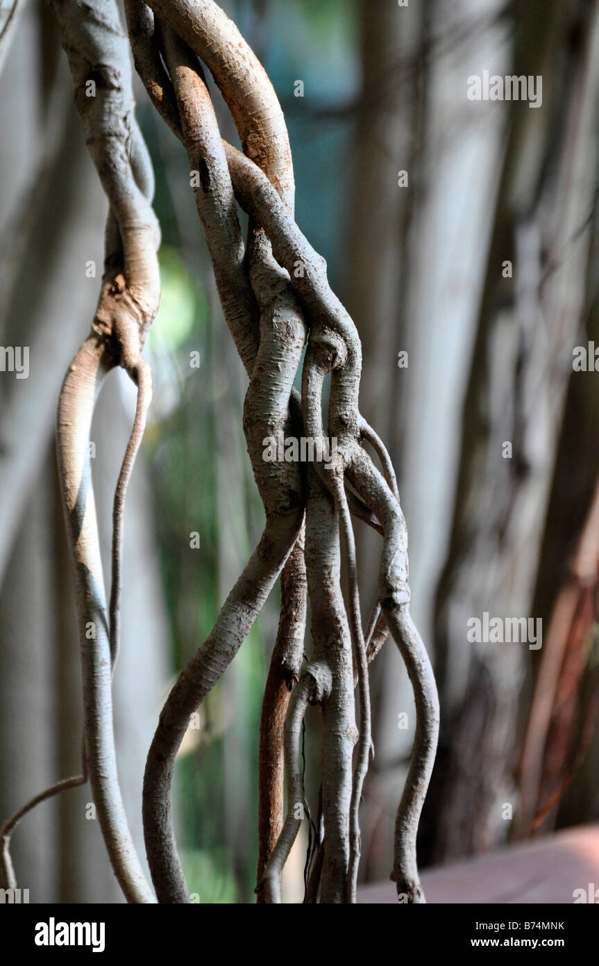 Knotted air roots Stock Photo - Alamy