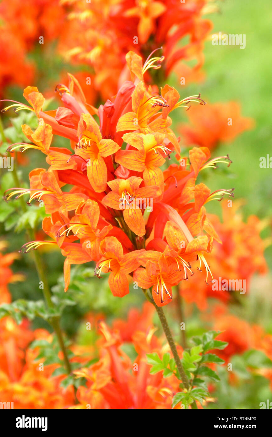 Cape honeysuckle tecomaria capensis hi-res stock photography and images ...