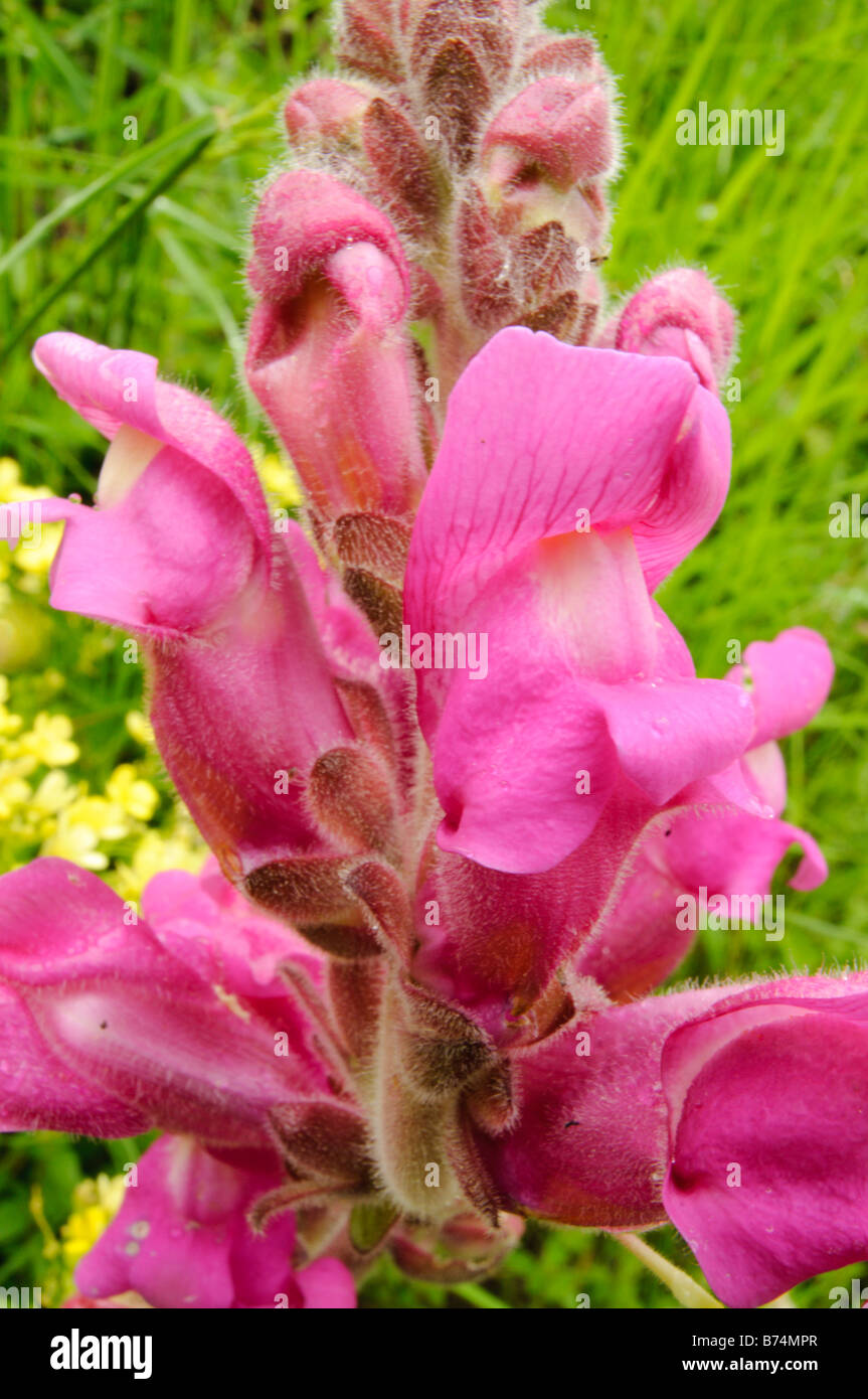 Snap dragon hi-res stock photography and images - Alamy