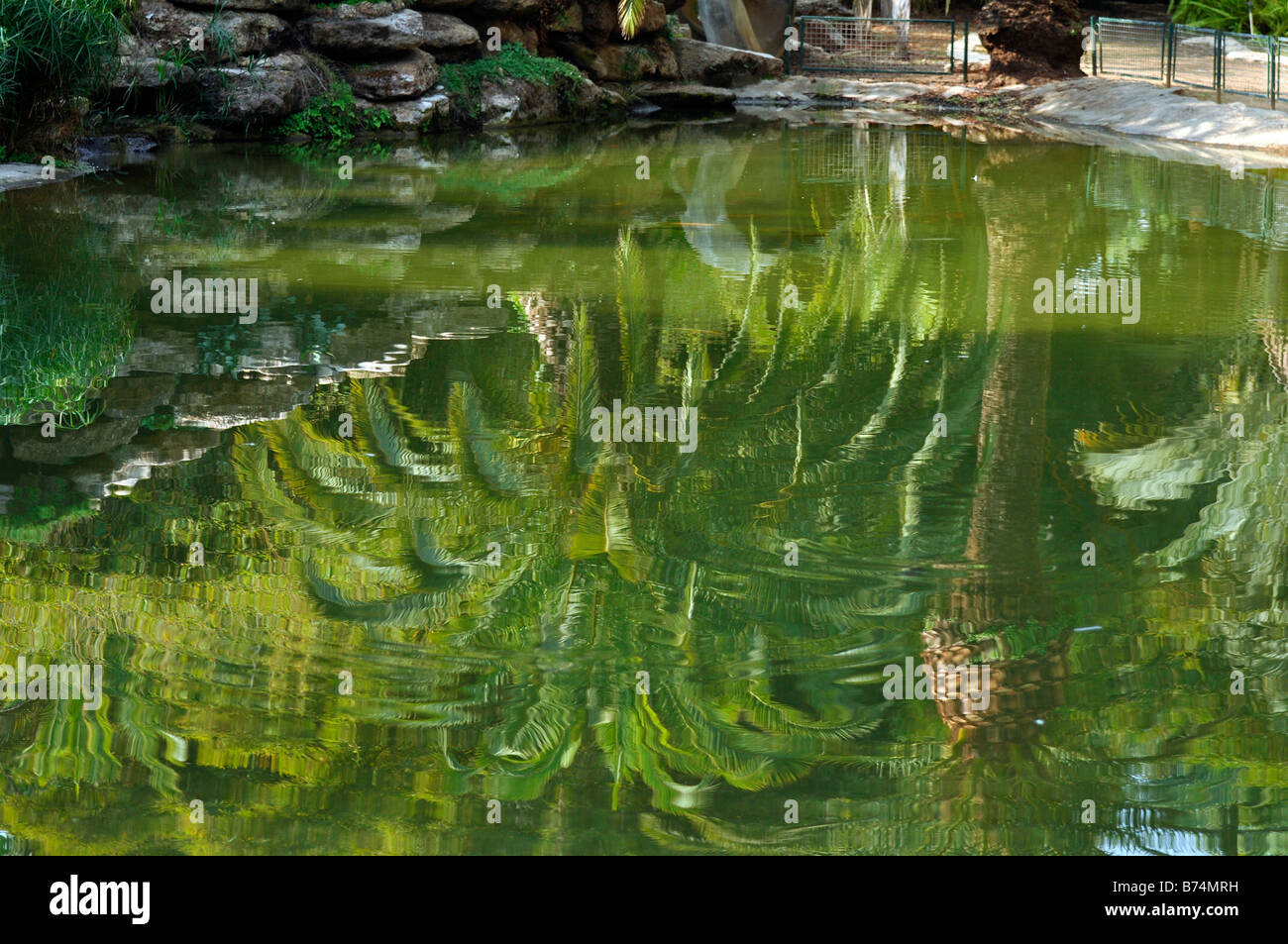 reflection of Palm trees in water Stock Photo - Alamy
