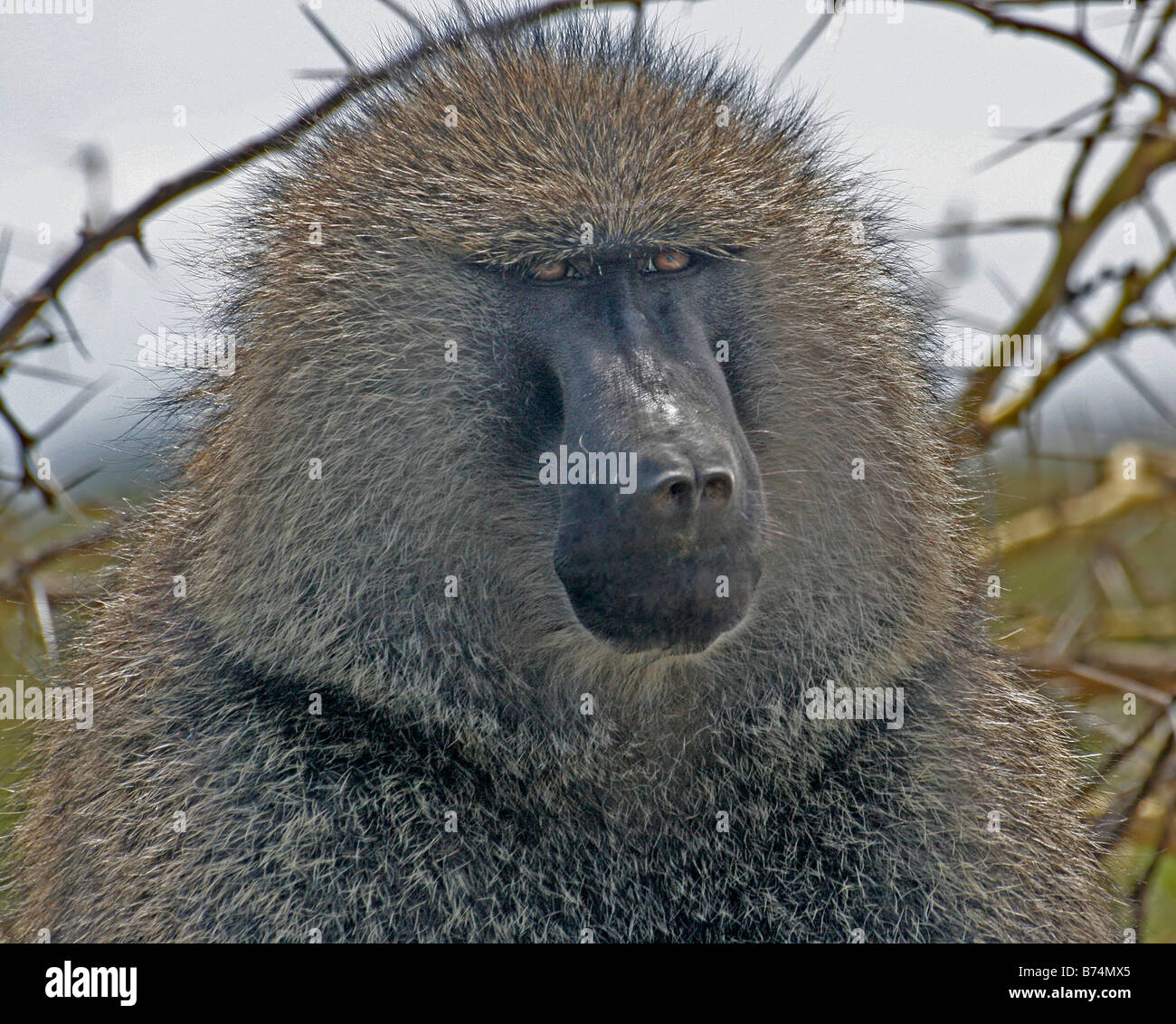 Baboon Close Up Stock Photo - Alamy