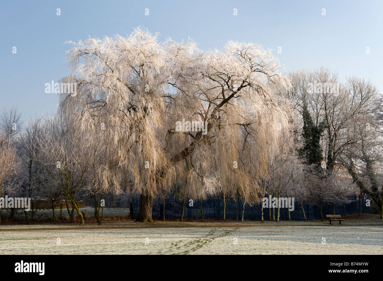 Early morning frost covered trees in parkland in Tonbridge, Kent, UK ...