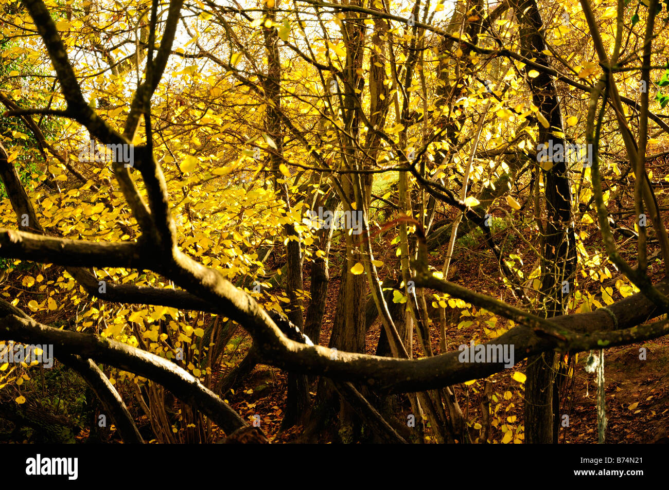 Hazel trees hi-res stock photography and images - Alamy