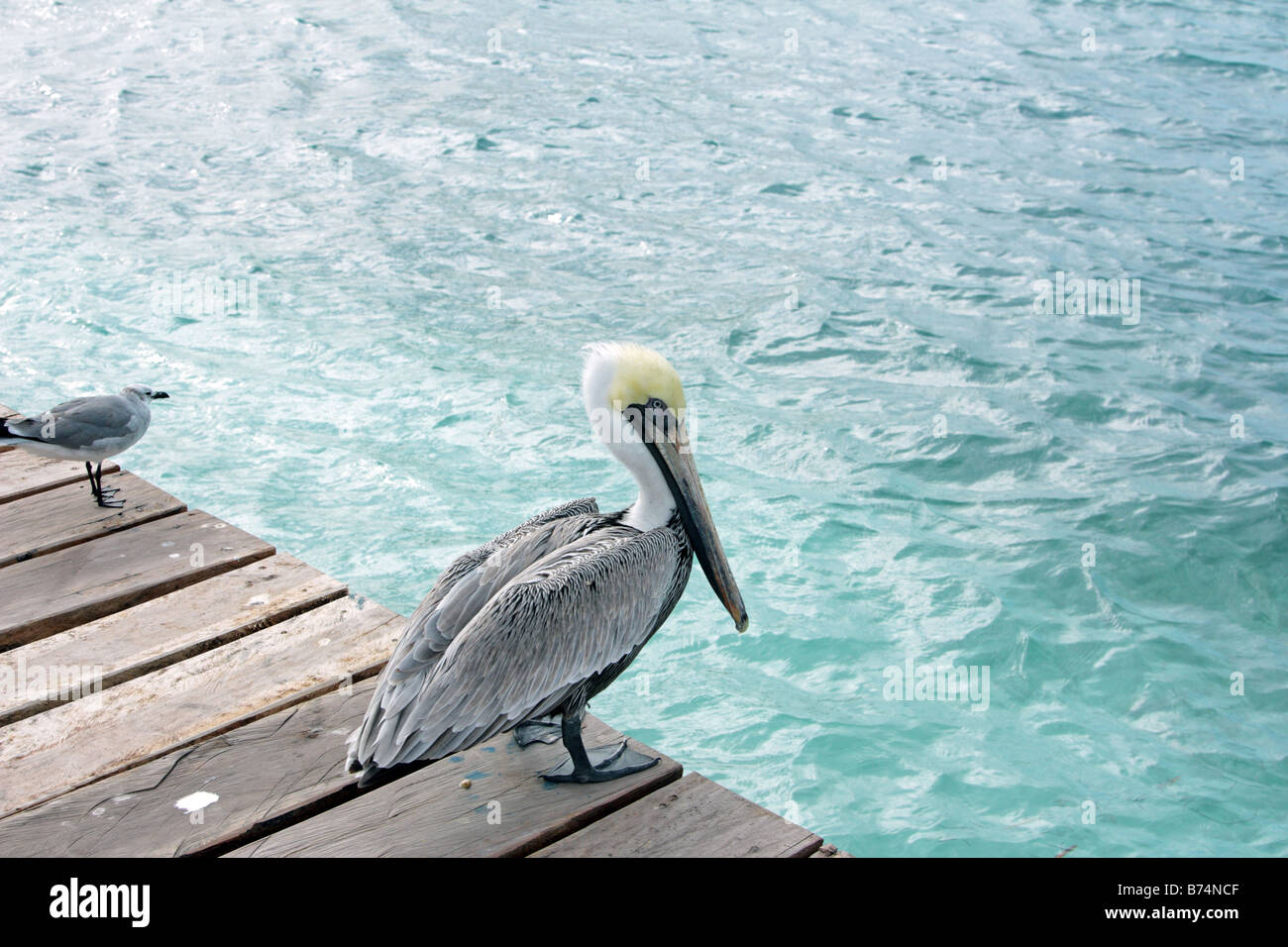 Eastern Brown Pelican also known as Pelecanus occidentalis carolinensis ...