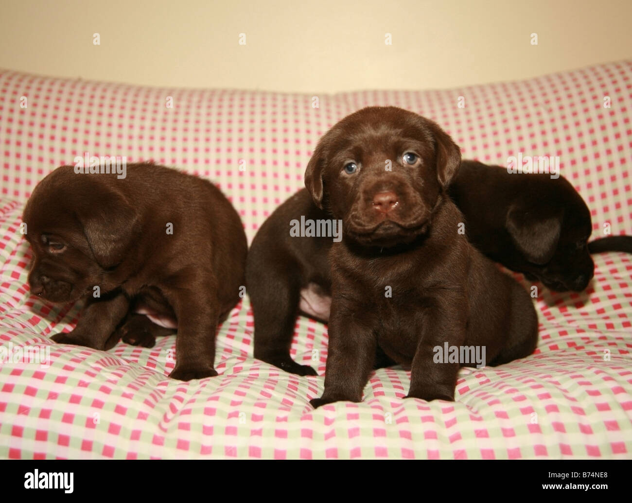 Chocolate Labrador puppies playing on a couch Stock Photo - Alamy