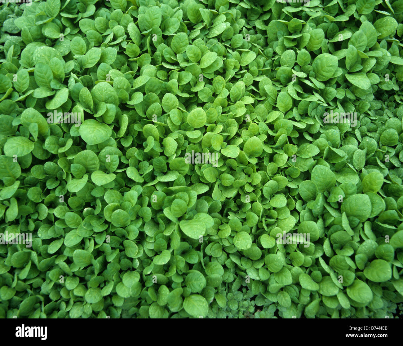 Seedbed hi-res stock photography and images - Alamy