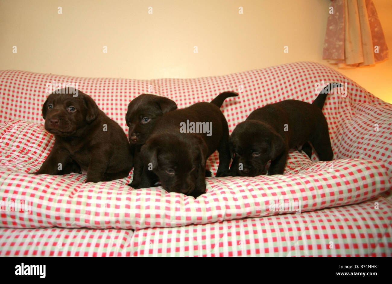 Black and chocolate lab puppies hi-res stock photography and images - Alamy