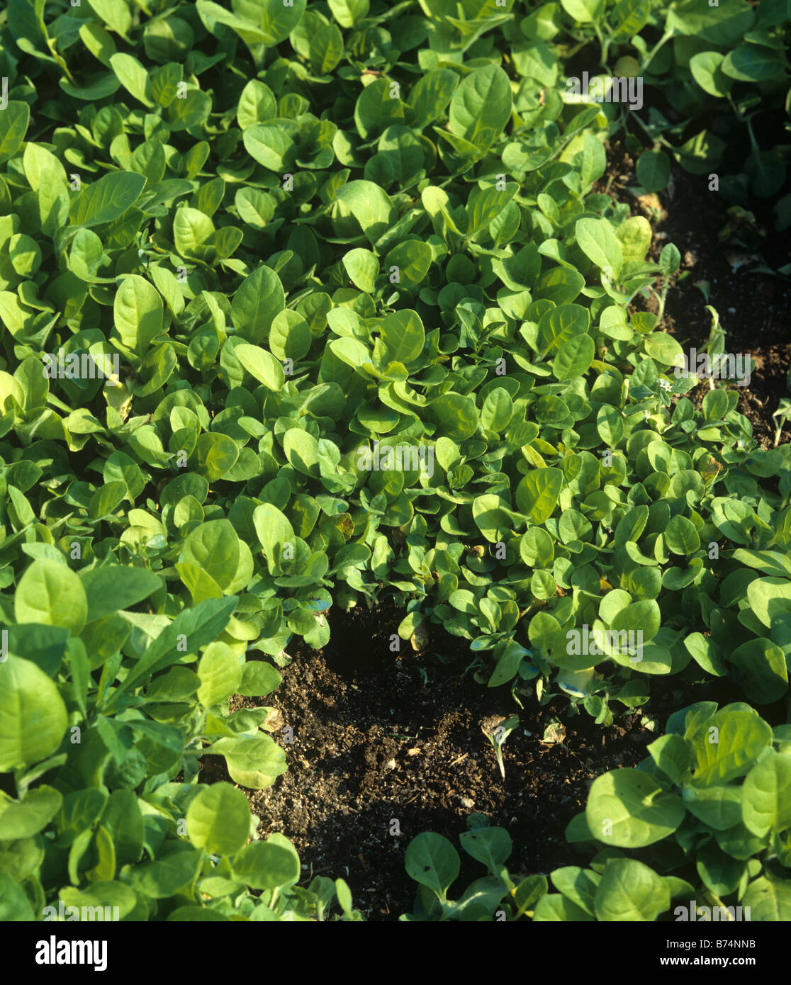 Damping off caused by Pythium spp In tightly packed tobacco seedbed ...