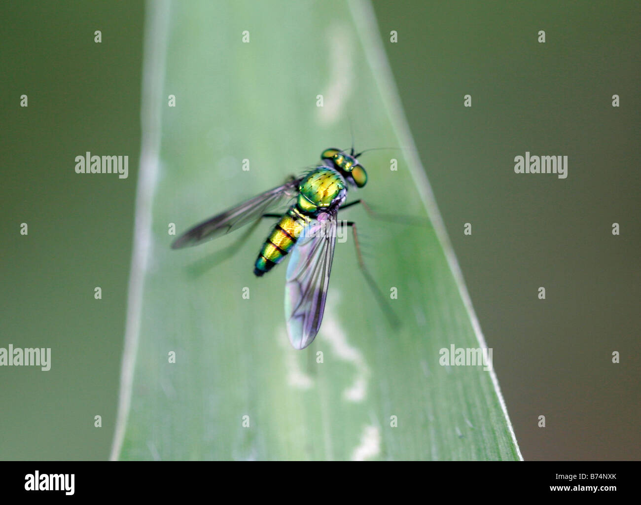 Forestjungle hi-res stock photography and images - Alamy