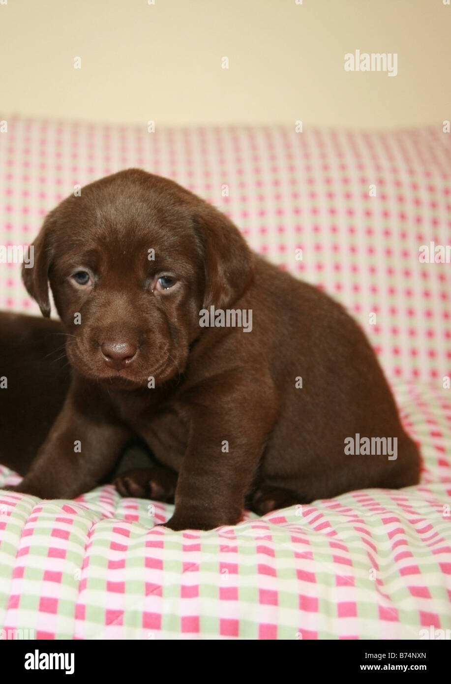 Labrador puppy hi-res stock photography and images - Alamy