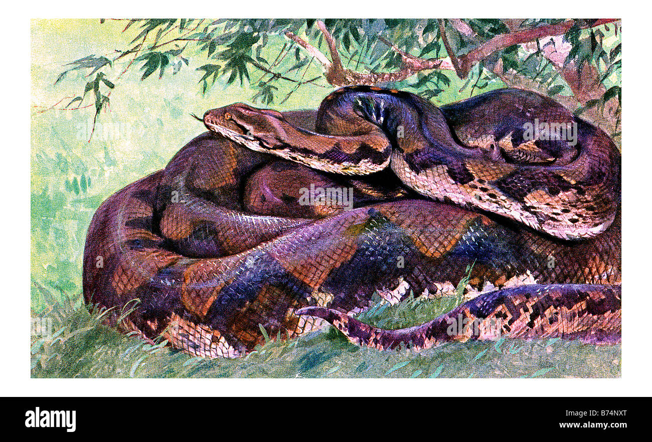 Python drawing hi-res stock photography and images - Alamy