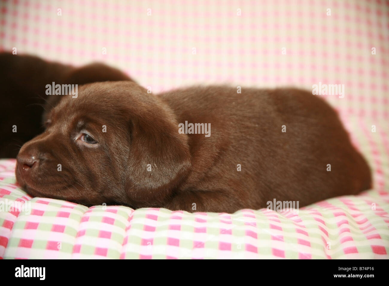 Chocolate lab puppies hi-res stock photography and images - Alamy