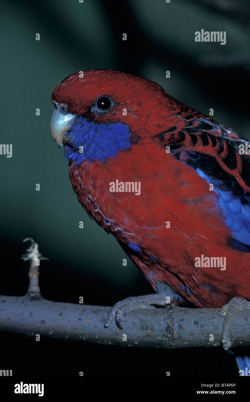 Parakeet in tree Stock Photo - Alamy