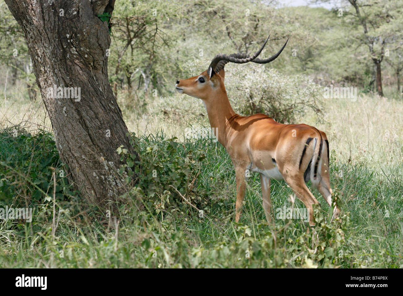 Woodland Impala under Tree Stock Photo - Alamy