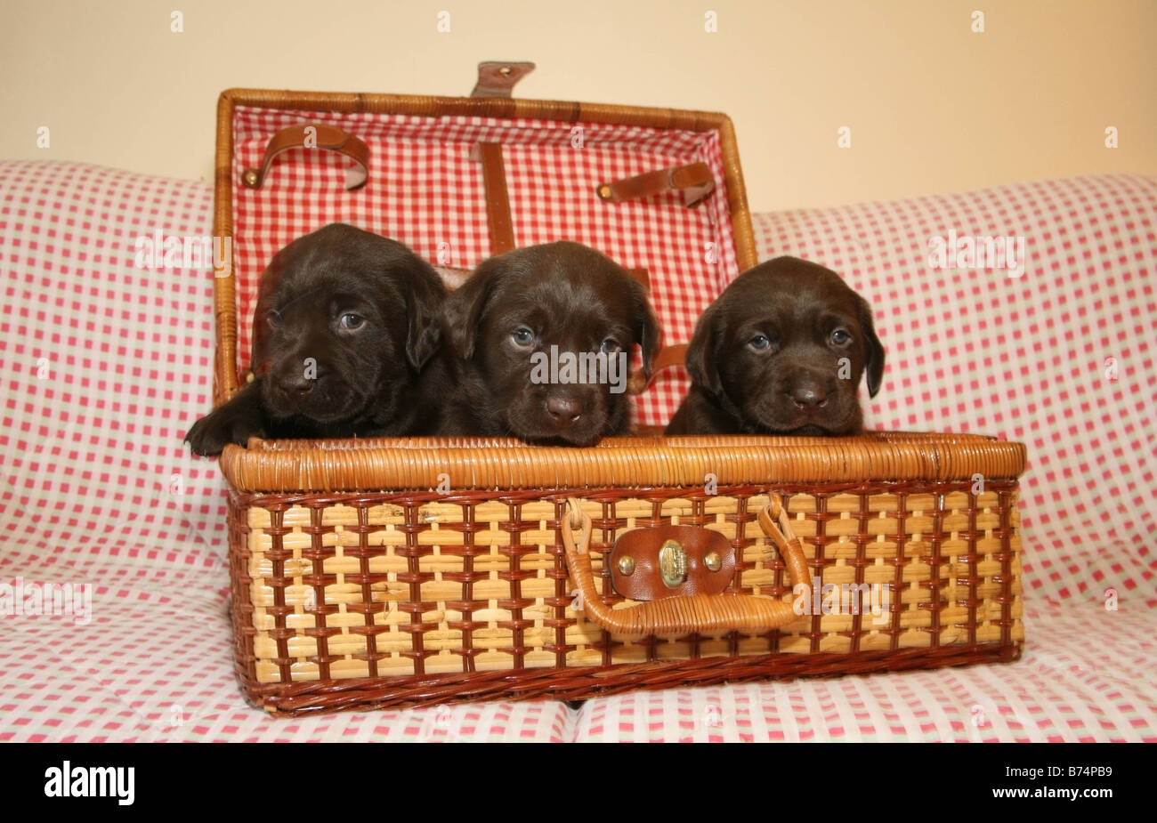 Chocolate Labrador puppies in a wicker picnic basket Stock Photo - Alamy