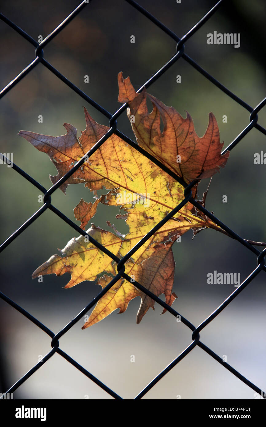 one fallen autumn leaf stuck to fence Stock Photo - Alamy