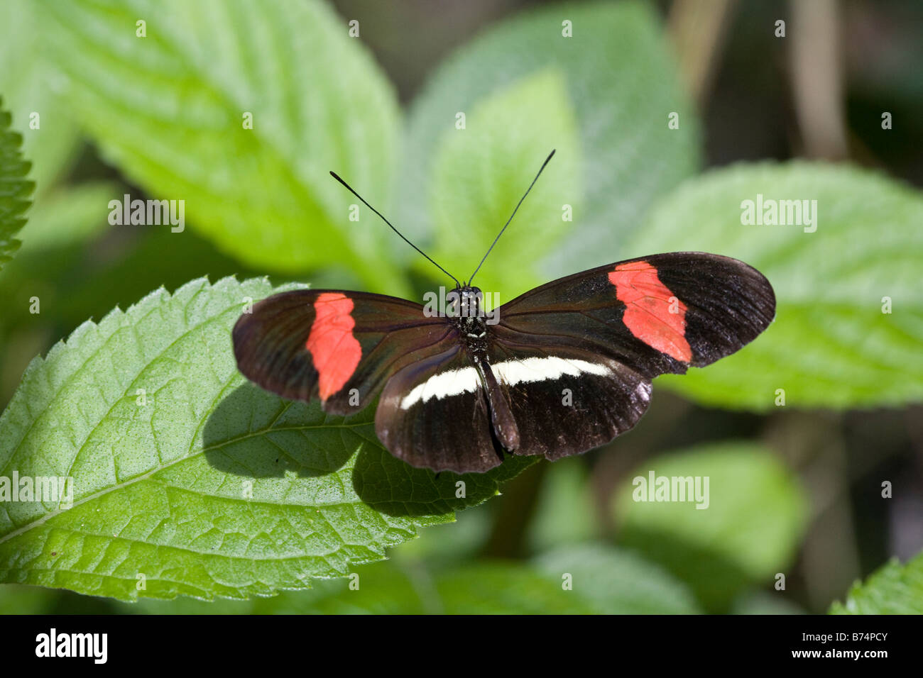 Heliconus Erato Butterfly Costa Rica Stock Photo - Alamy