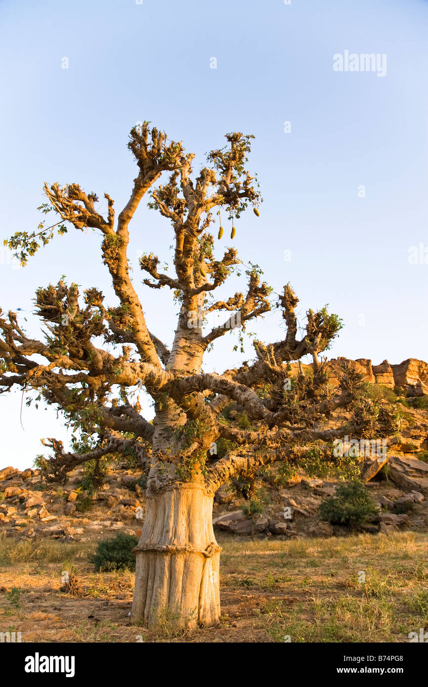 A baobab tree with the Bandiagara Escarpment of Dogon country in rear ...