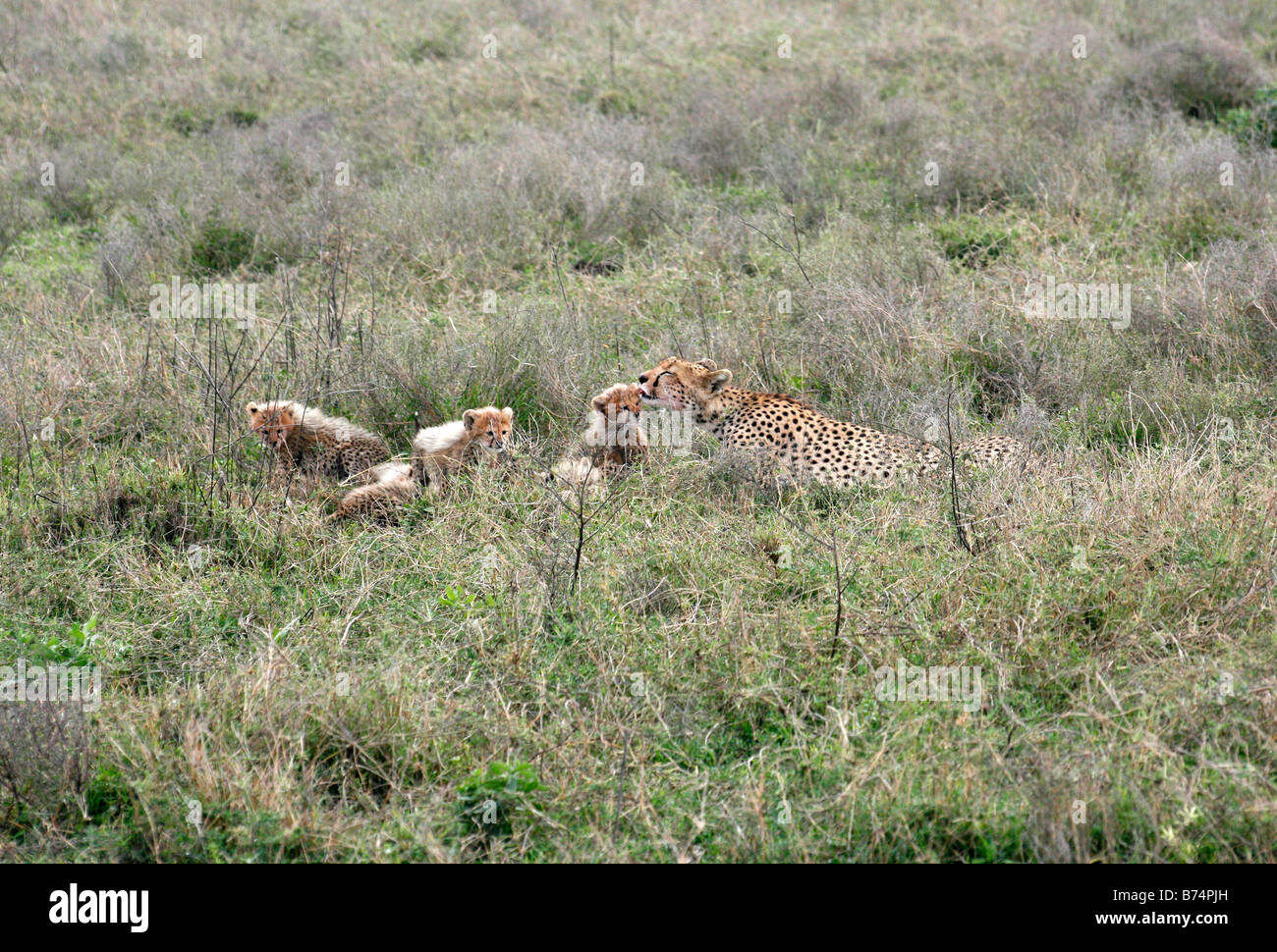Cheetah with Her Kittens Stock Photo - Alamy