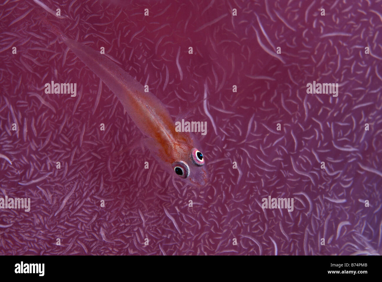 Common ghost goby, Pleurosicya mossambica, Fiji Stock Photo - Alamy
