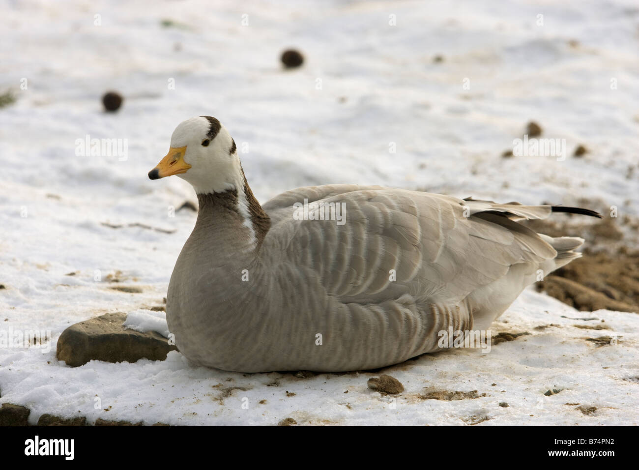 Bar headed Goose (Anser indicus) in the snow Stock Photo - Alamy