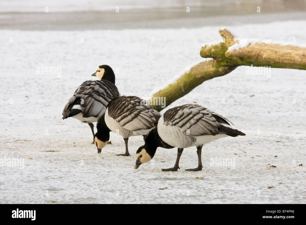 Barnacle geese (Branta leucopsis) in the snow Stock Photo - Alamy