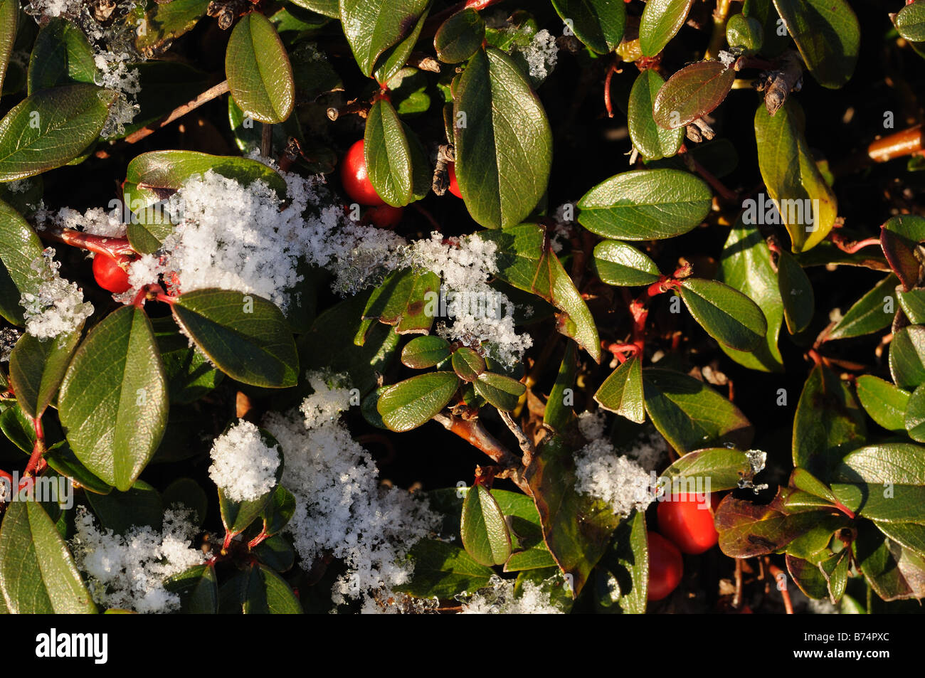 Winter berries snow hi-res stock photography and images - Alamy