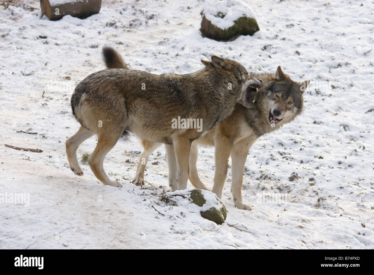Mating ritual between wolves in the snow Stock Photo - Alamy