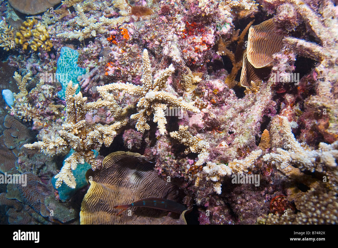 colorful variety of coral of great barrier reef australia Stock Photo ...
