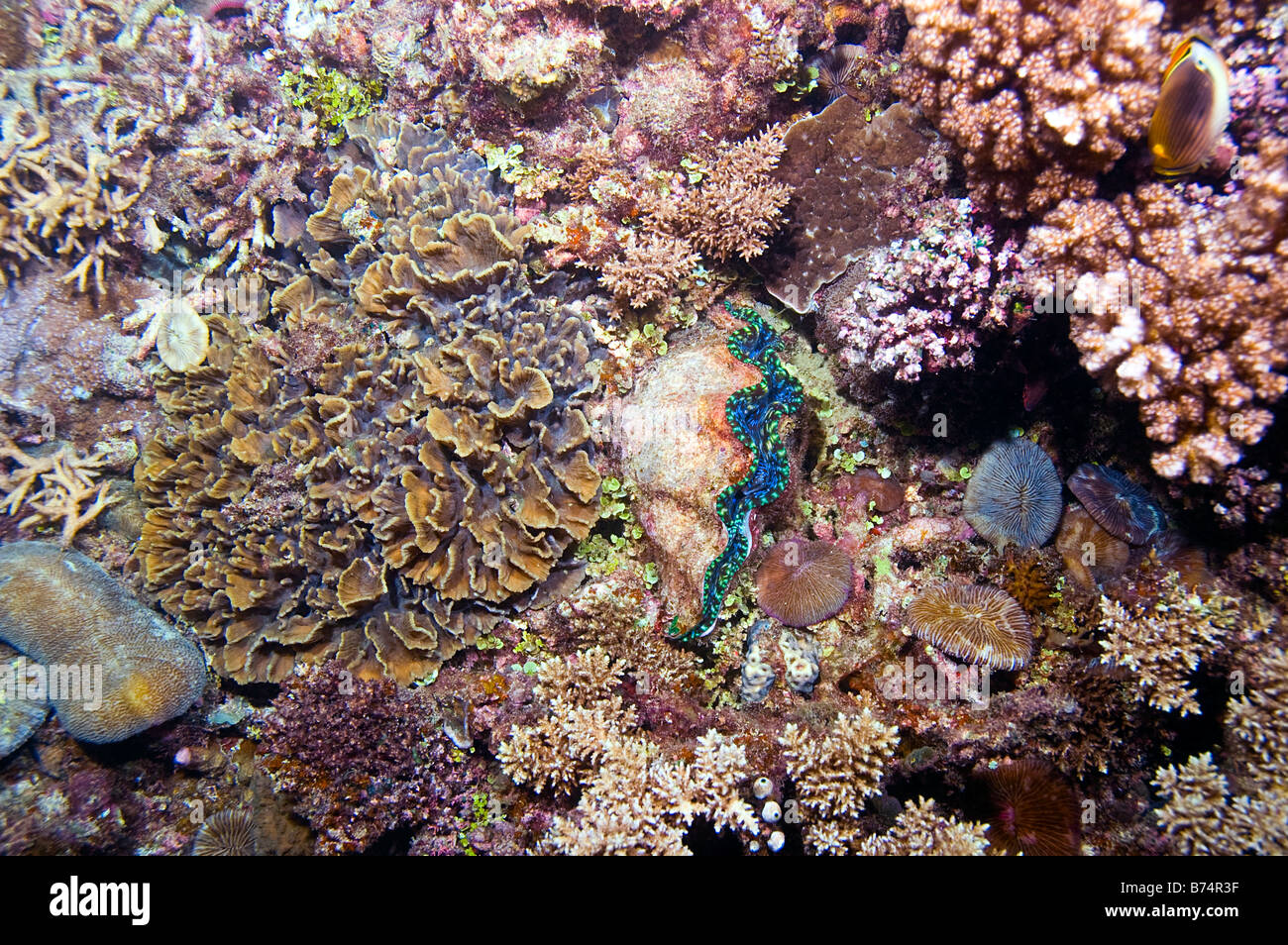 single giant clam among variety of coral of great barrier reef ...