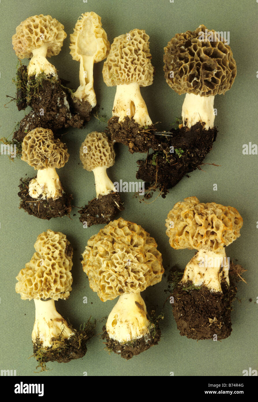 Morchella esculenta Morel collection Stock Photo - Alamy
